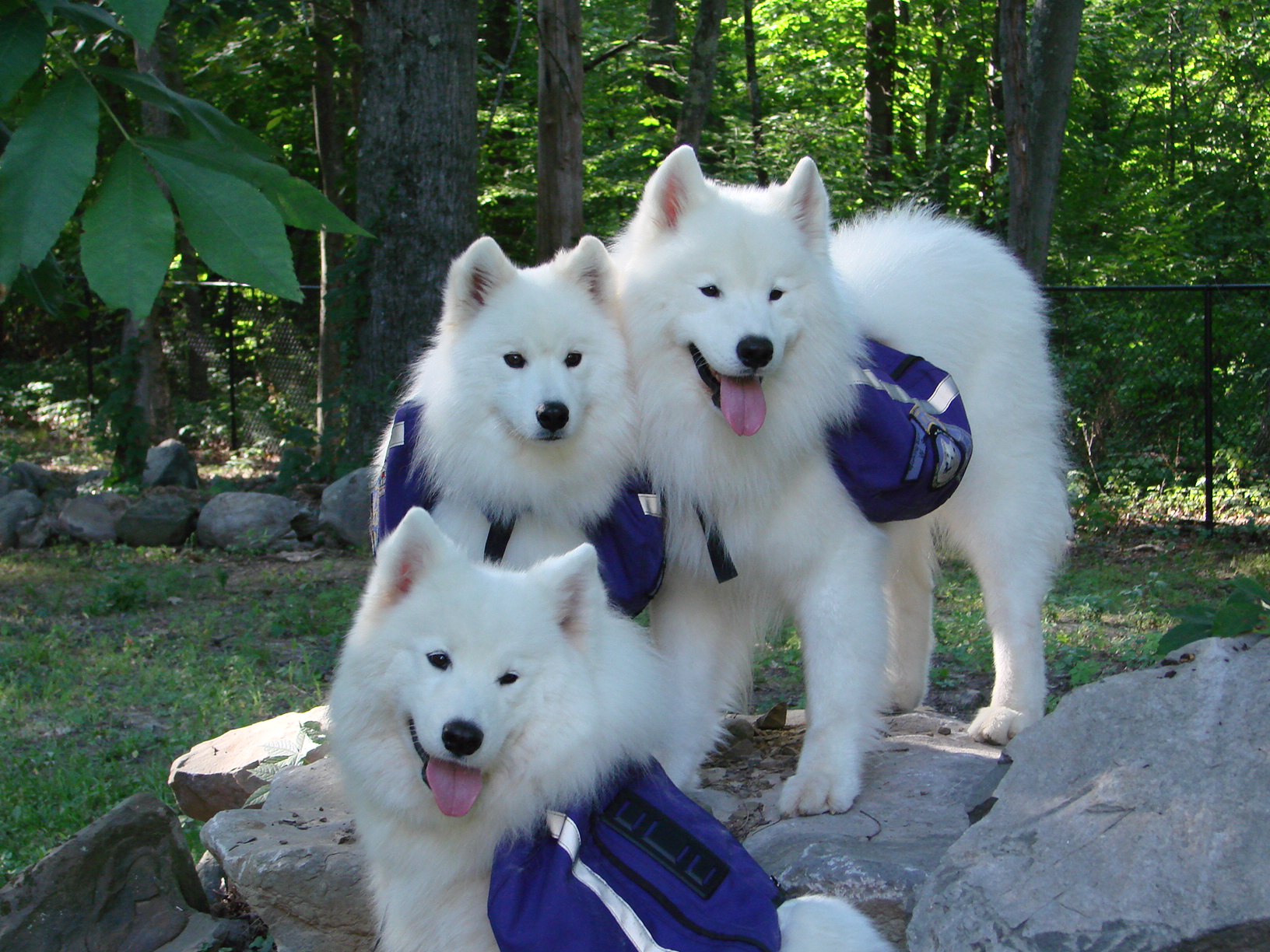 DSC00407 - Samoyed Club of America