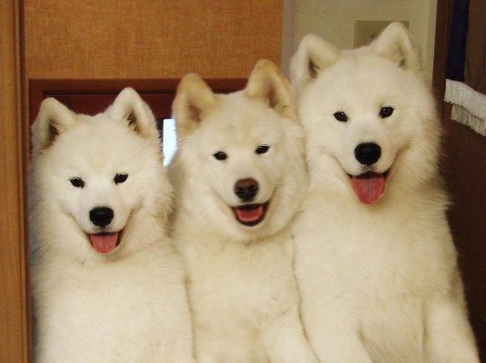 DSC01996 - Samoyed Club of America