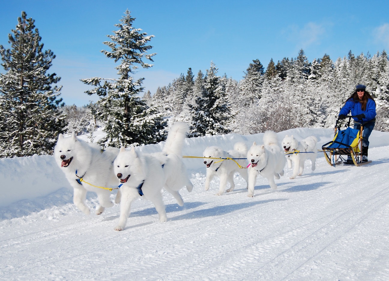 SunSledW - Samoyed Club of America