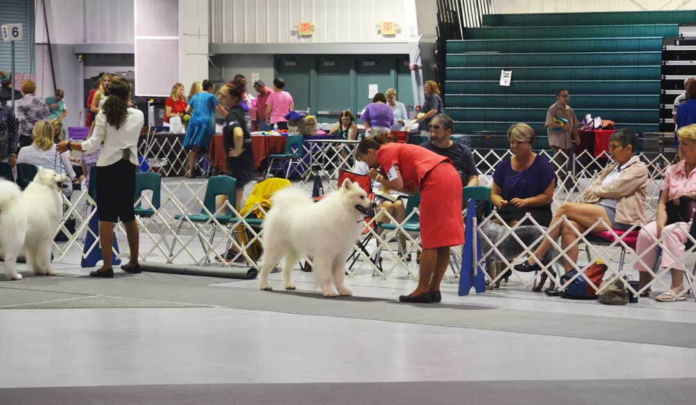 Conformation - Samoyed Club of America