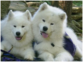 img10 - Samoyed Club of America