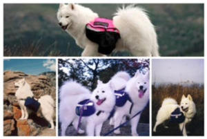 Packing - Samoyed Club of America