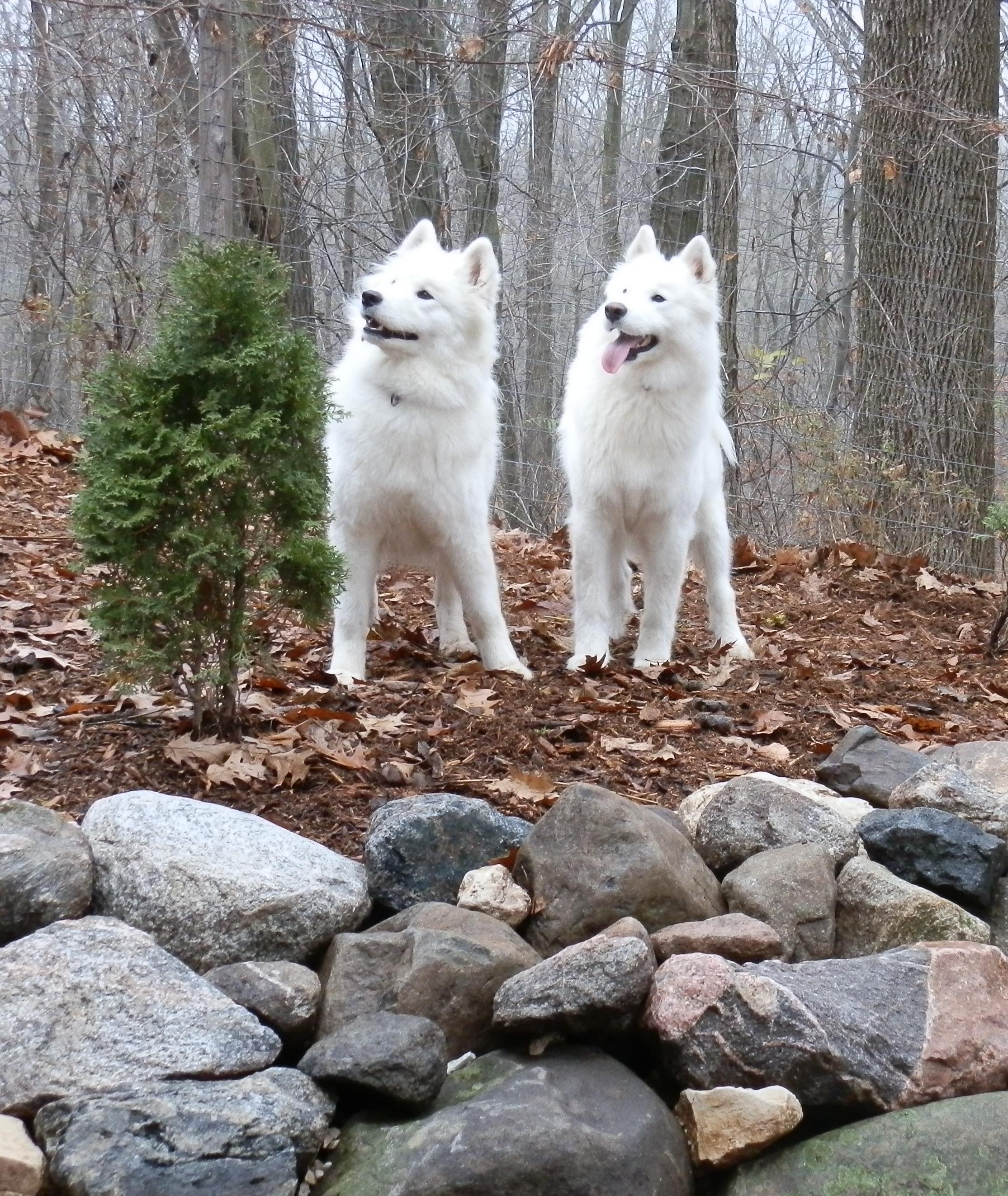 OLYMPUS DIGITAL CAMERA - Samoyed Club of America