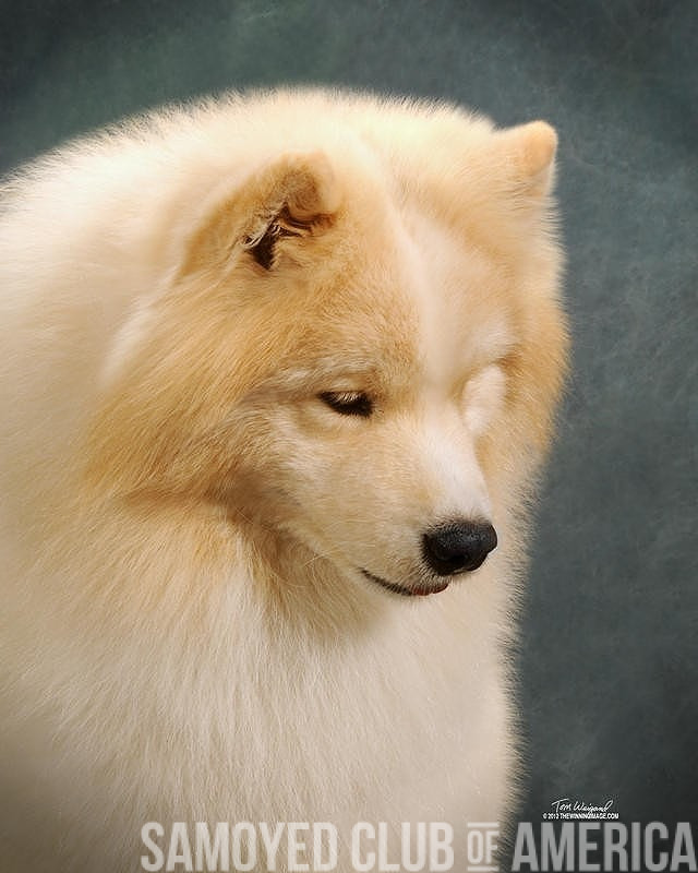 Biscuit Male Head - Samoyed Club of America