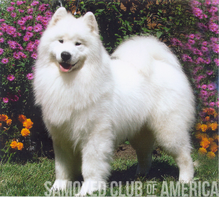 Male # 4 color - Samoyed Club of America