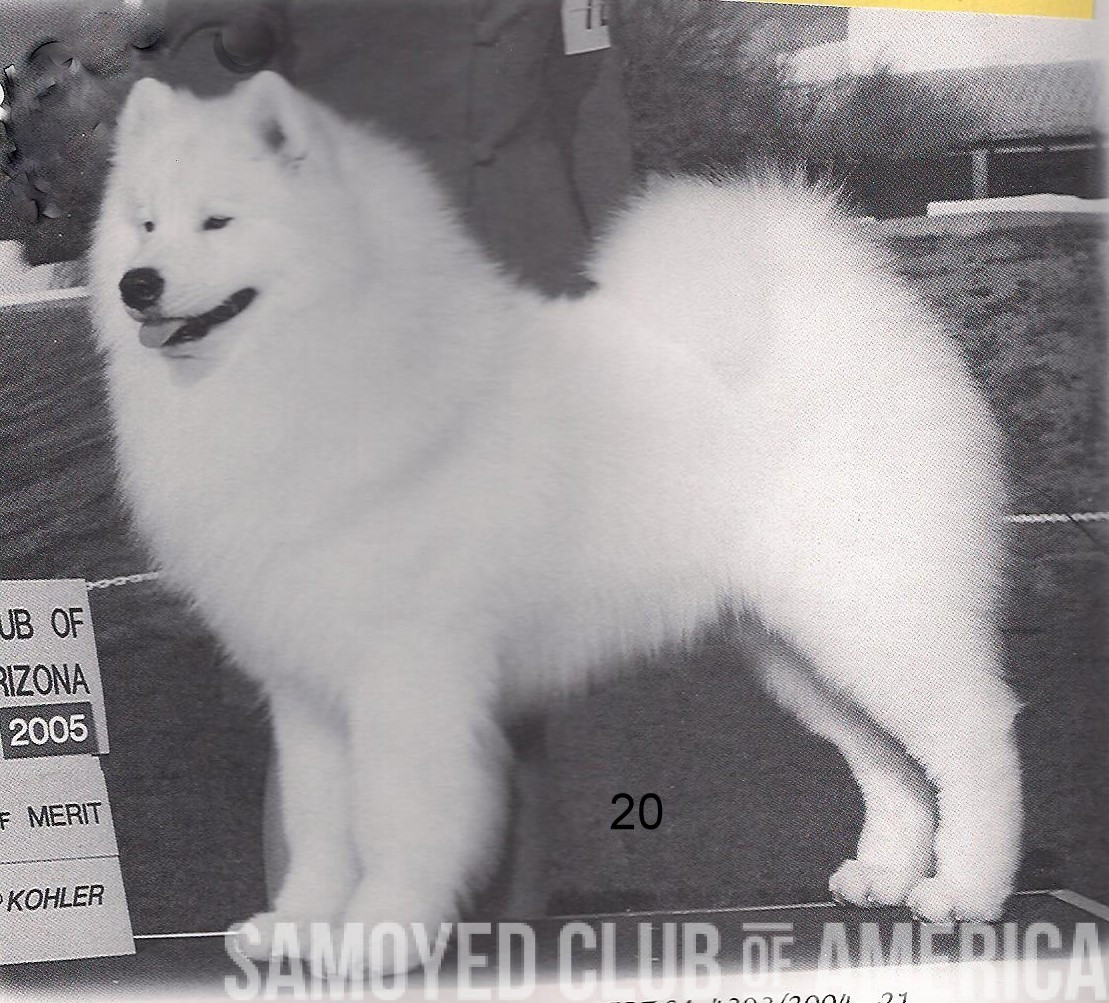 Male Body 20 - Samoyed Club of America