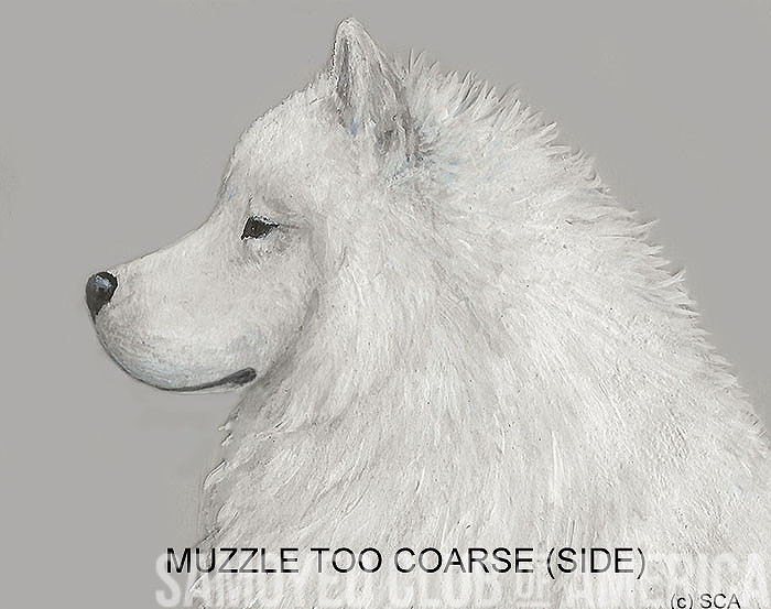 Muzzle Too Coarse Side - Samoyed Club of America