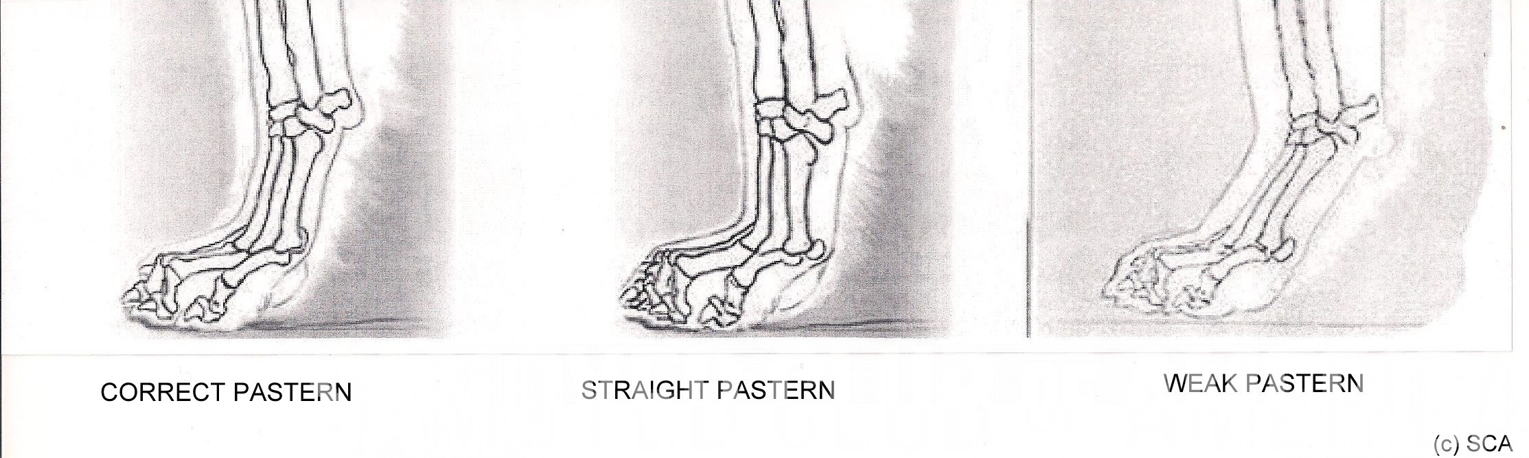 Pasterns with bones 001-001 - Samoyed Club of America