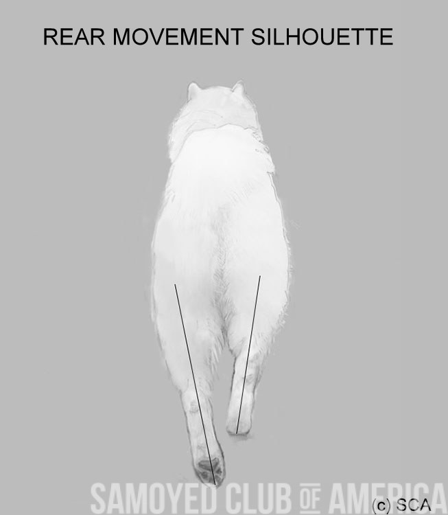 Rear Movement Silhouette - Samoyed Club of America
